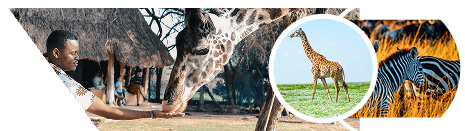 Kenya Official eTA | kenya-immigration.com